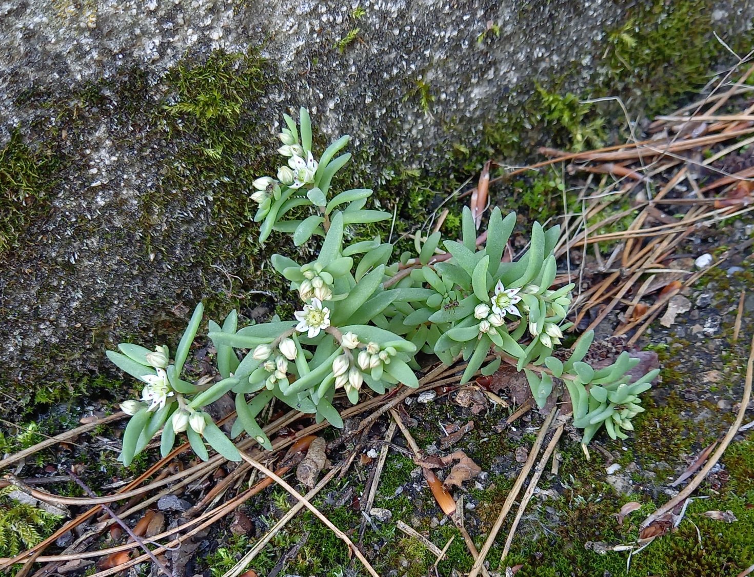 Solve Urban Biodiversity jigsaw puzzle online with 30 pieces