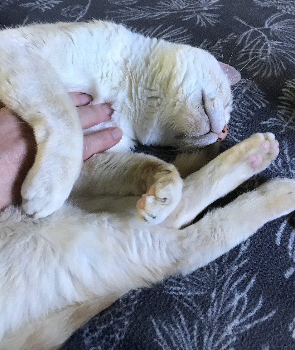 Solve Tummy rub jigsaw puzzle online with 20 pieces