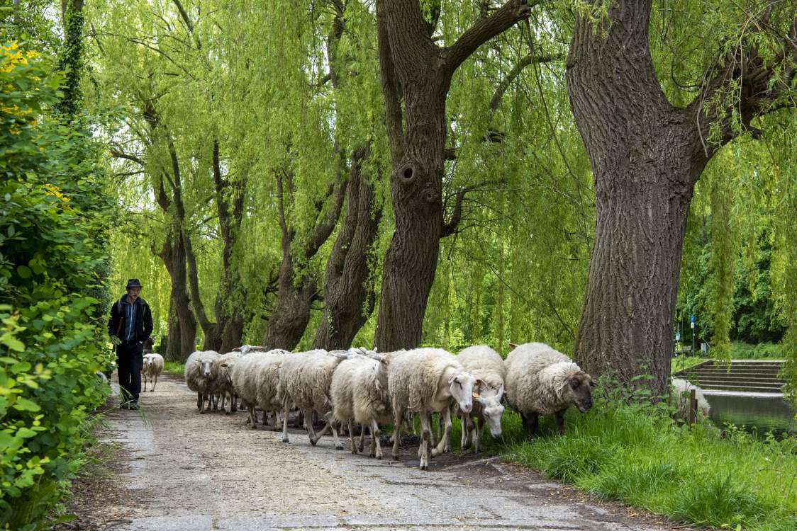 Solve The shepherd and his flock jigsaw puzzle online with 15 pieces