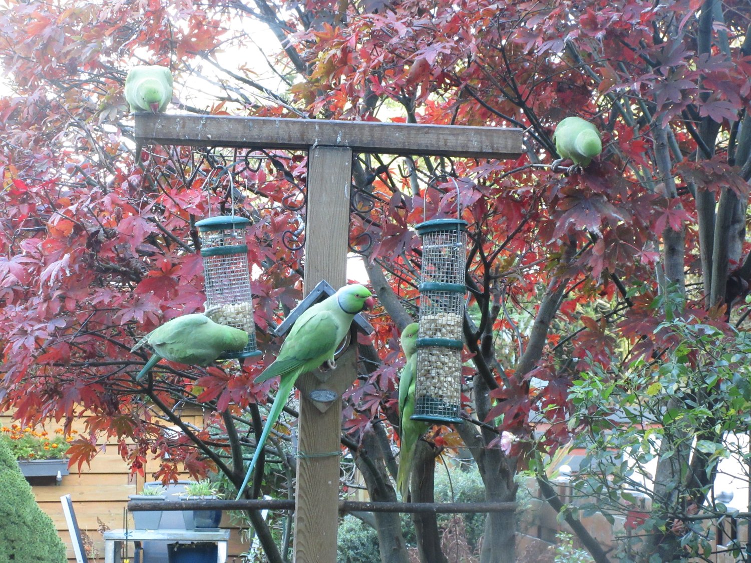 Jigsaw Puzzle | 30 pieces | Keet (Max to Maxine): Don't look now, that ...