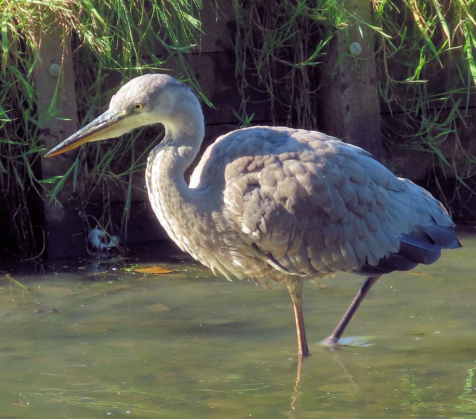 Solve young great blue heron (jonge blauwe reiger) jigsaw puzzle online ...