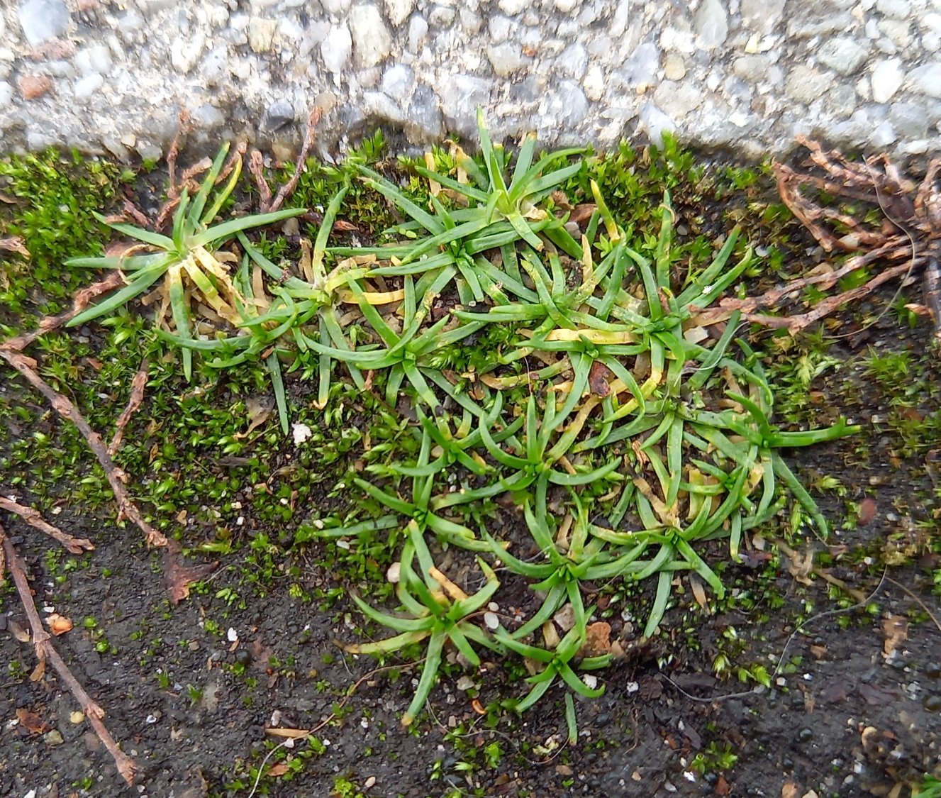 Solve Urban Biodiversity jigsaw puzzle online with 30 pieces