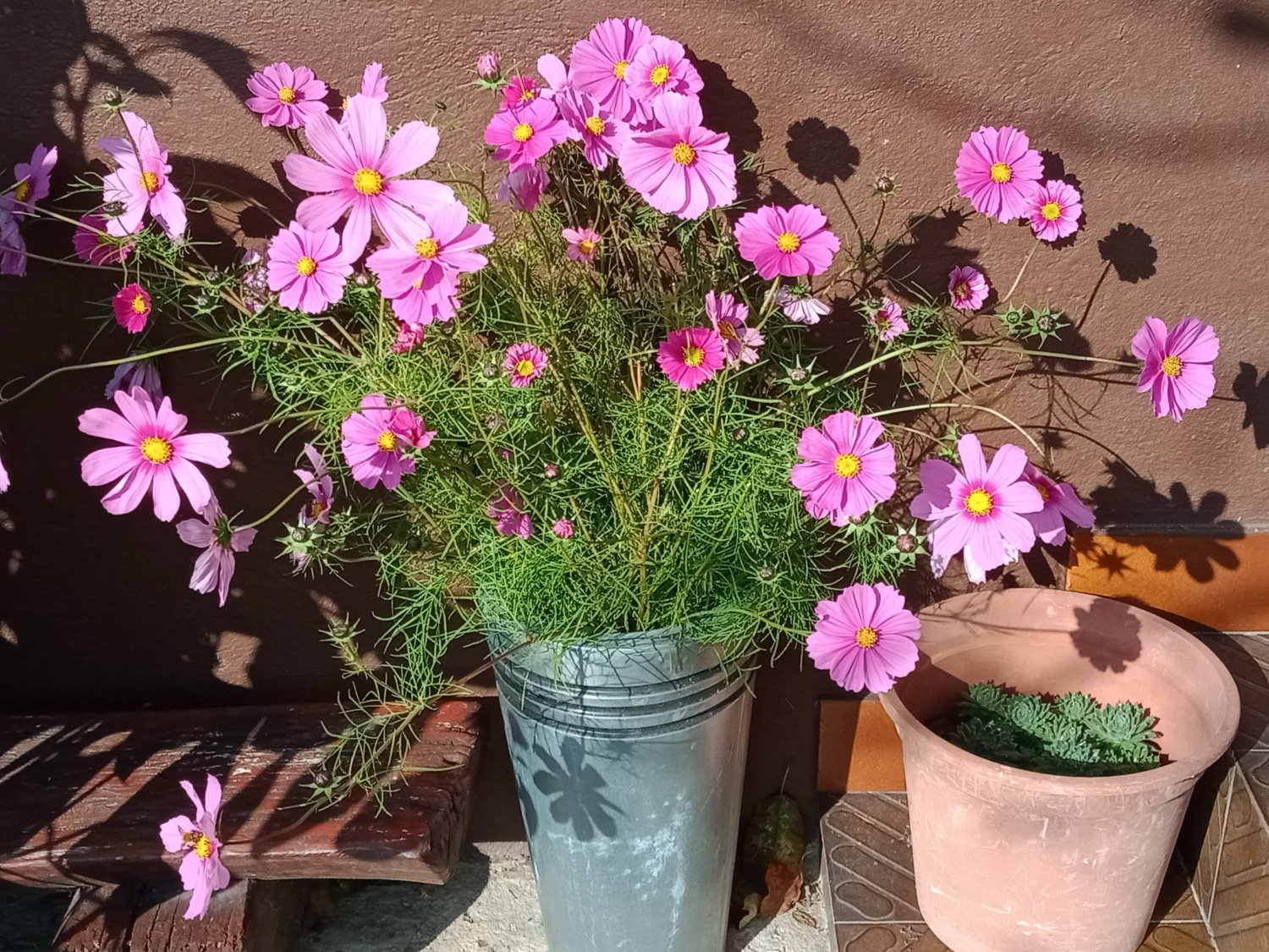 Solve Cosmos flowers jigsaw puzzle online with 20 pieces