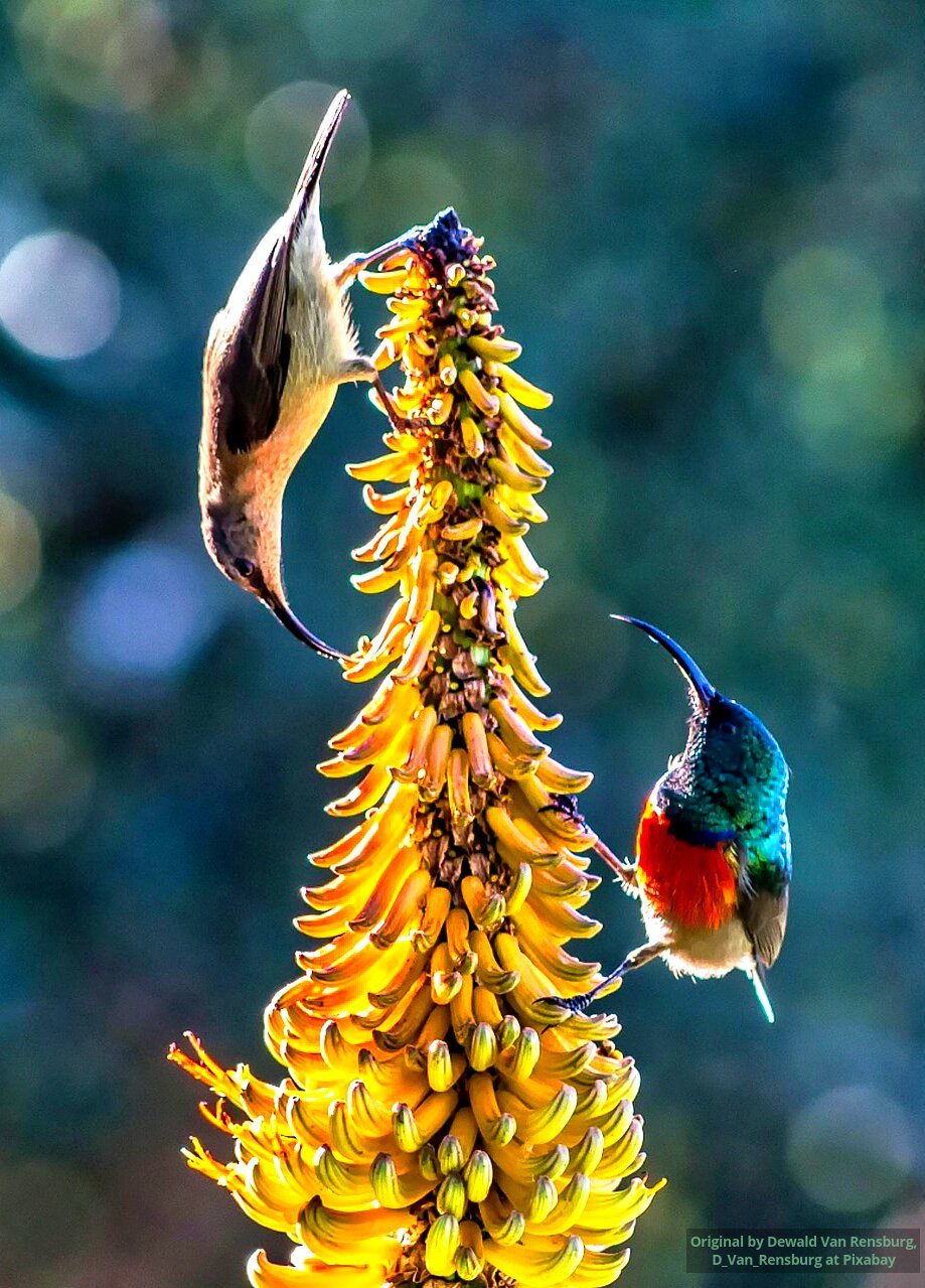 Solve Sunbirds 🌞 jigsaw puzzle online with 70 pieces