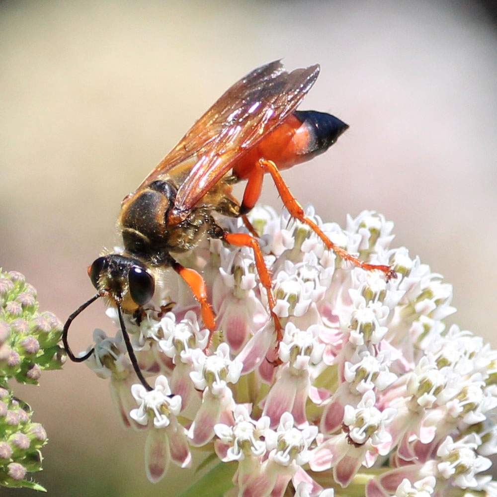 Solve Great Golden Digger Wasp on Narrowleaf Milkweed, San Dieguito ...
