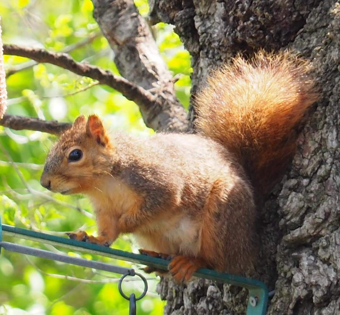 Solve Grumpy Squirrel jigsaw puzzle online with 25 pieces