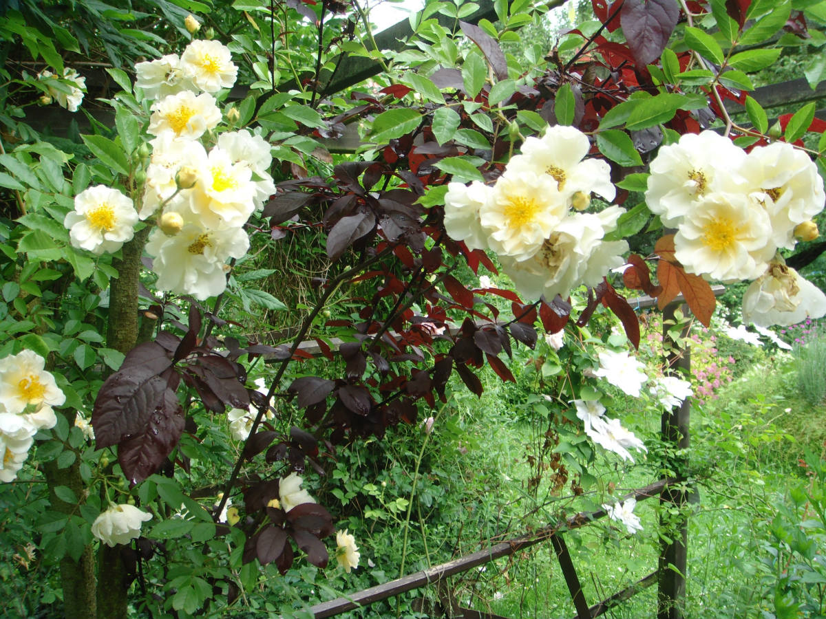 Solve Rambler Rose Goldfinch jigsaw puzzle online with 48 pieces