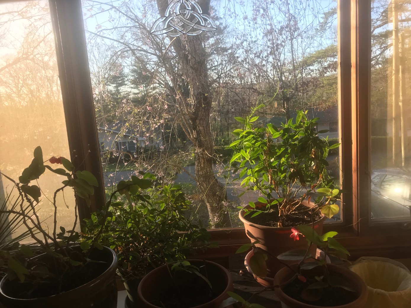 Solve View out front window jigsaw puzzle online with 35 pieces