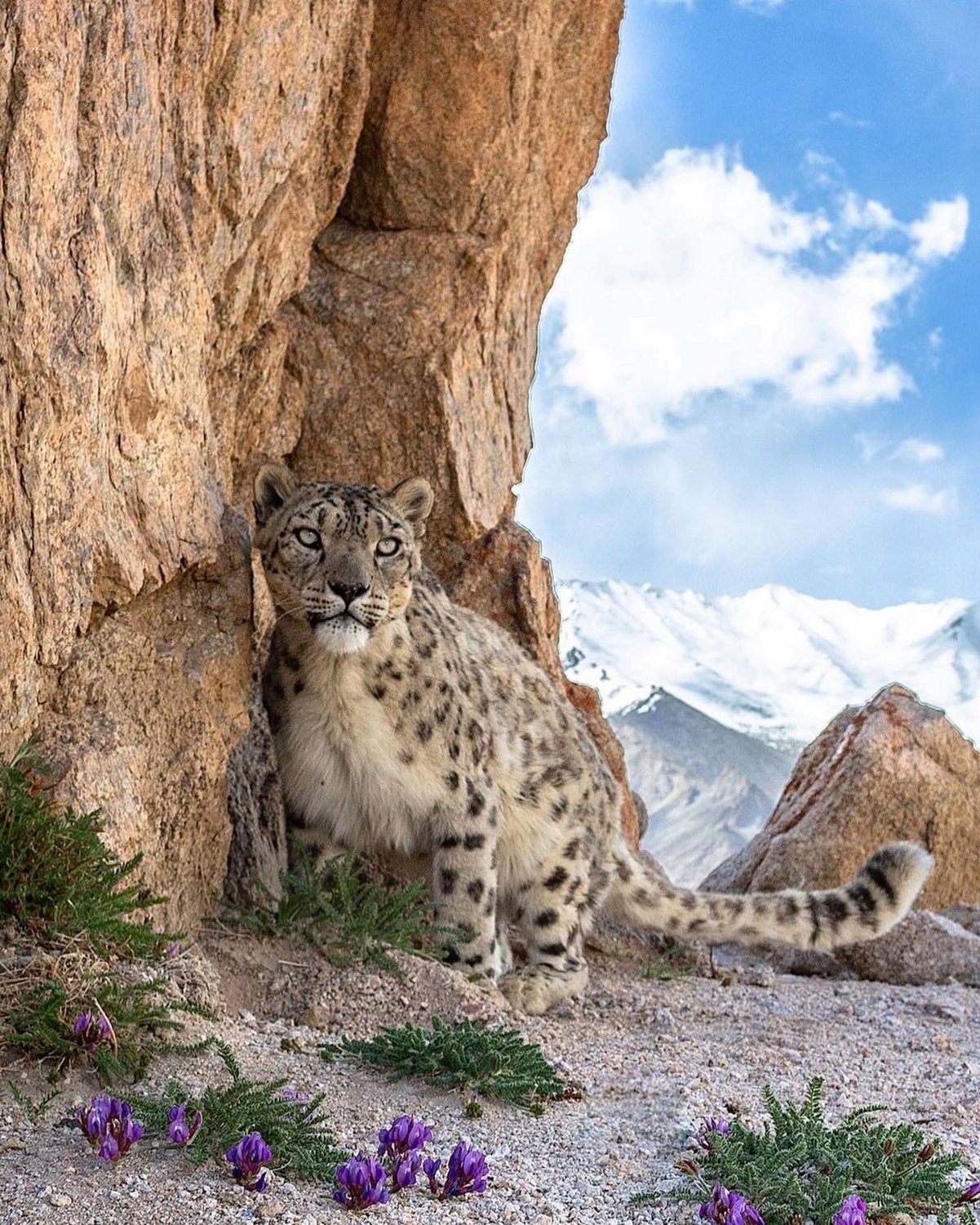 Solve Snow Leopard jigsaw puzzle online with 63 pieces