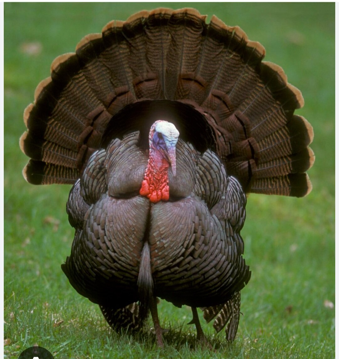 Solve Turkey jigsaw puzzle online with 342 pieces