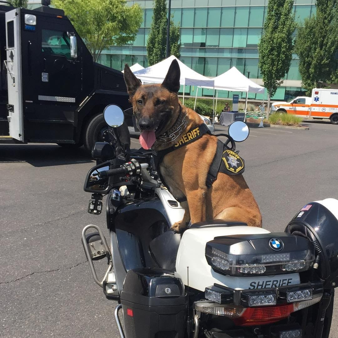 Solve Sheriff jigsaw puzzle online with 49 pieces