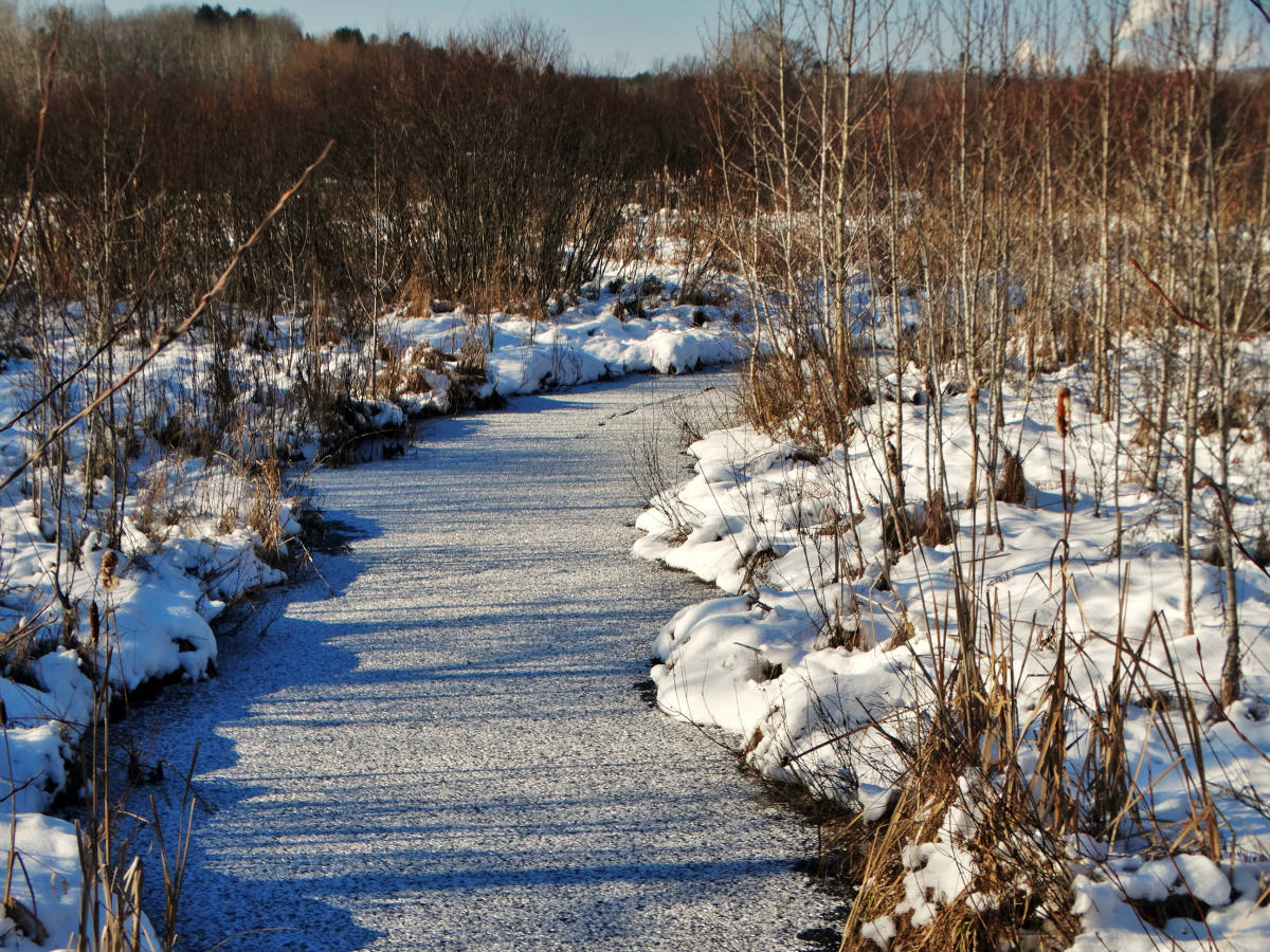Solve frozen wetlands jigsaw puzzle online with 63 pieces