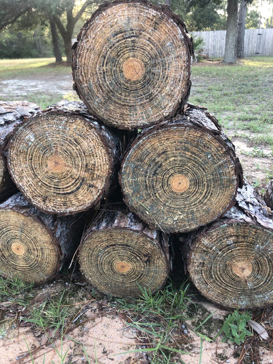 Jigsaw Puzzle | Pine trees. :( | 130 pieces | Jigidi