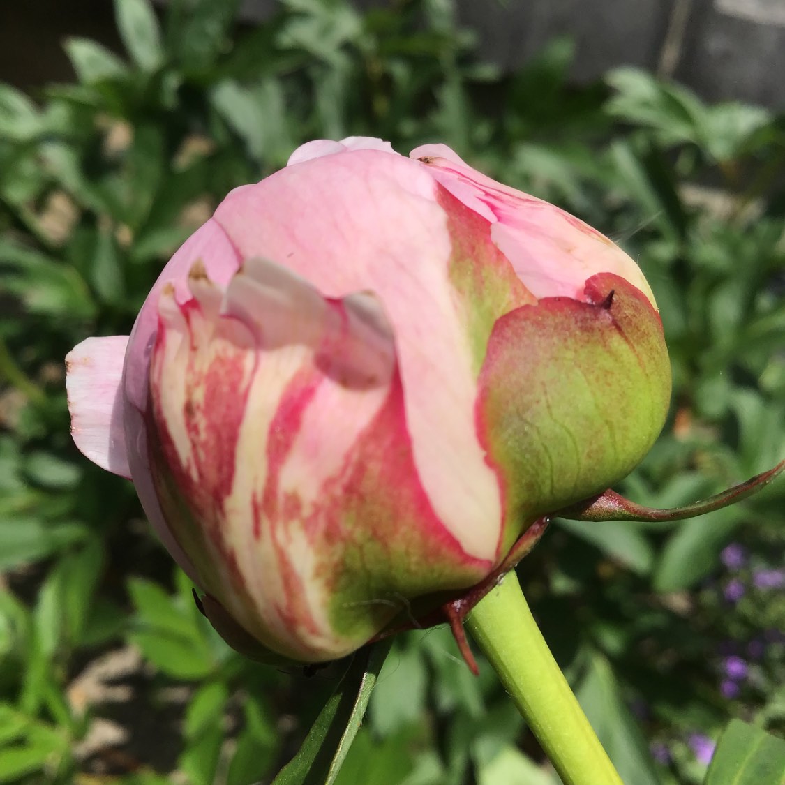 Puzzle | 81 pièces | Spring | Jigidi