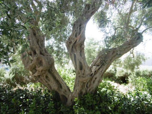 Solve A very old olive tree jigsaw puzzle online with 20 pieces