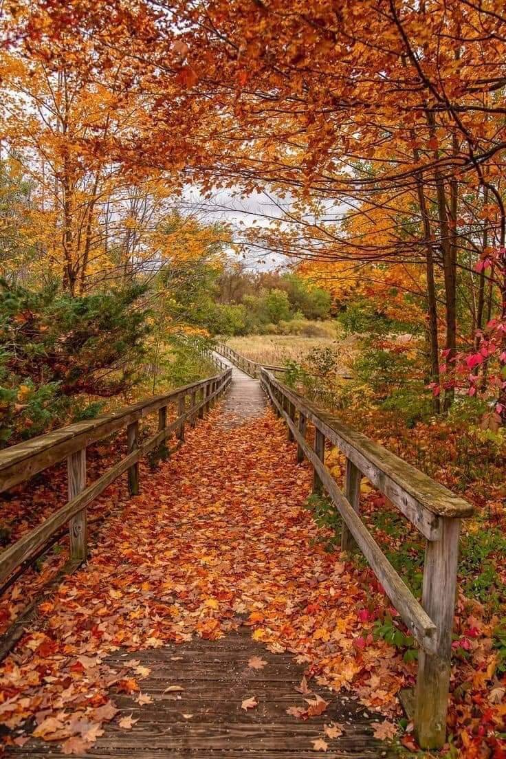 Solve Autumn Path jigsaw puzzle online with 96 pieces
