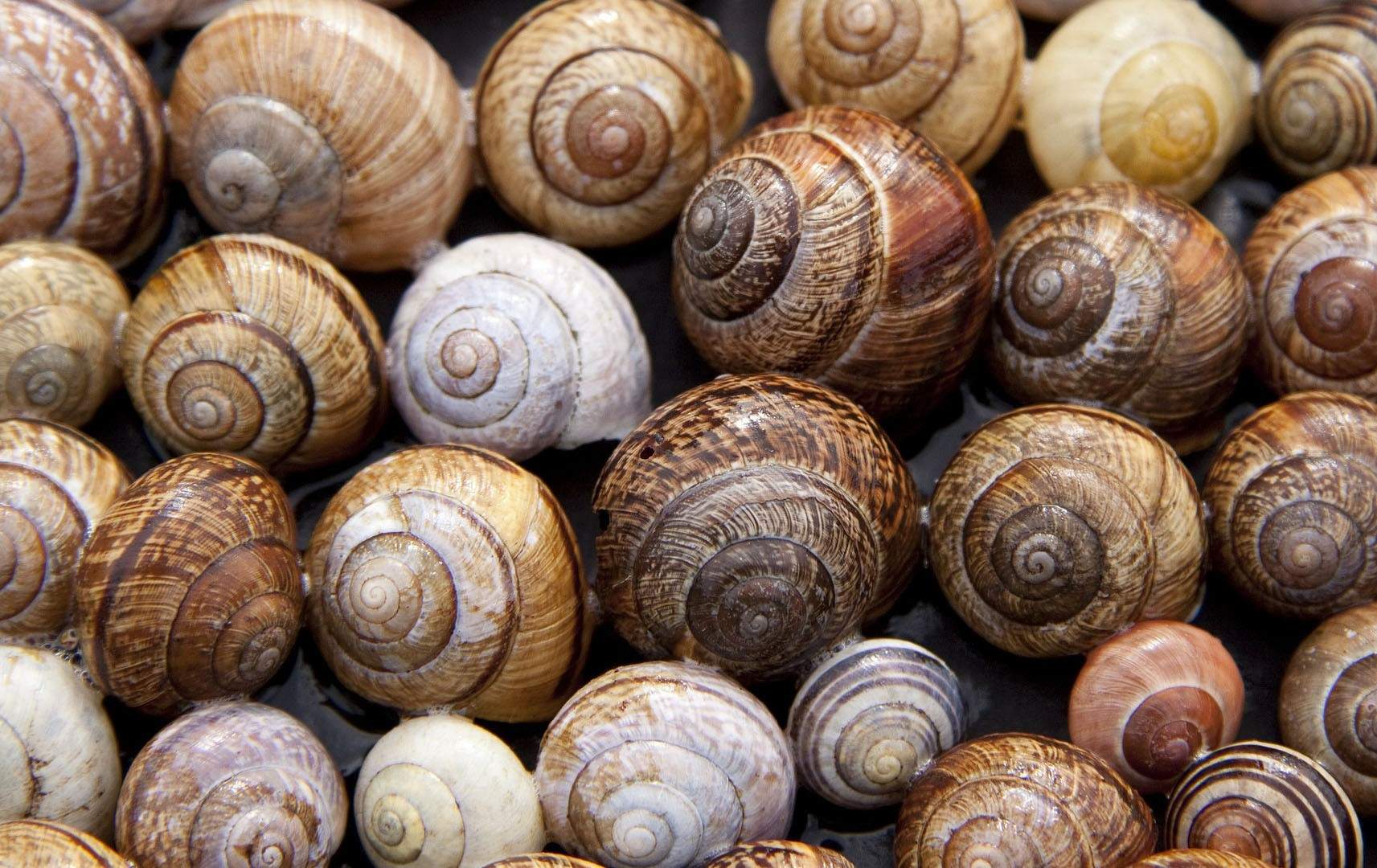 Solve Snail Shells jigsaw puzzle online with 247 pieces