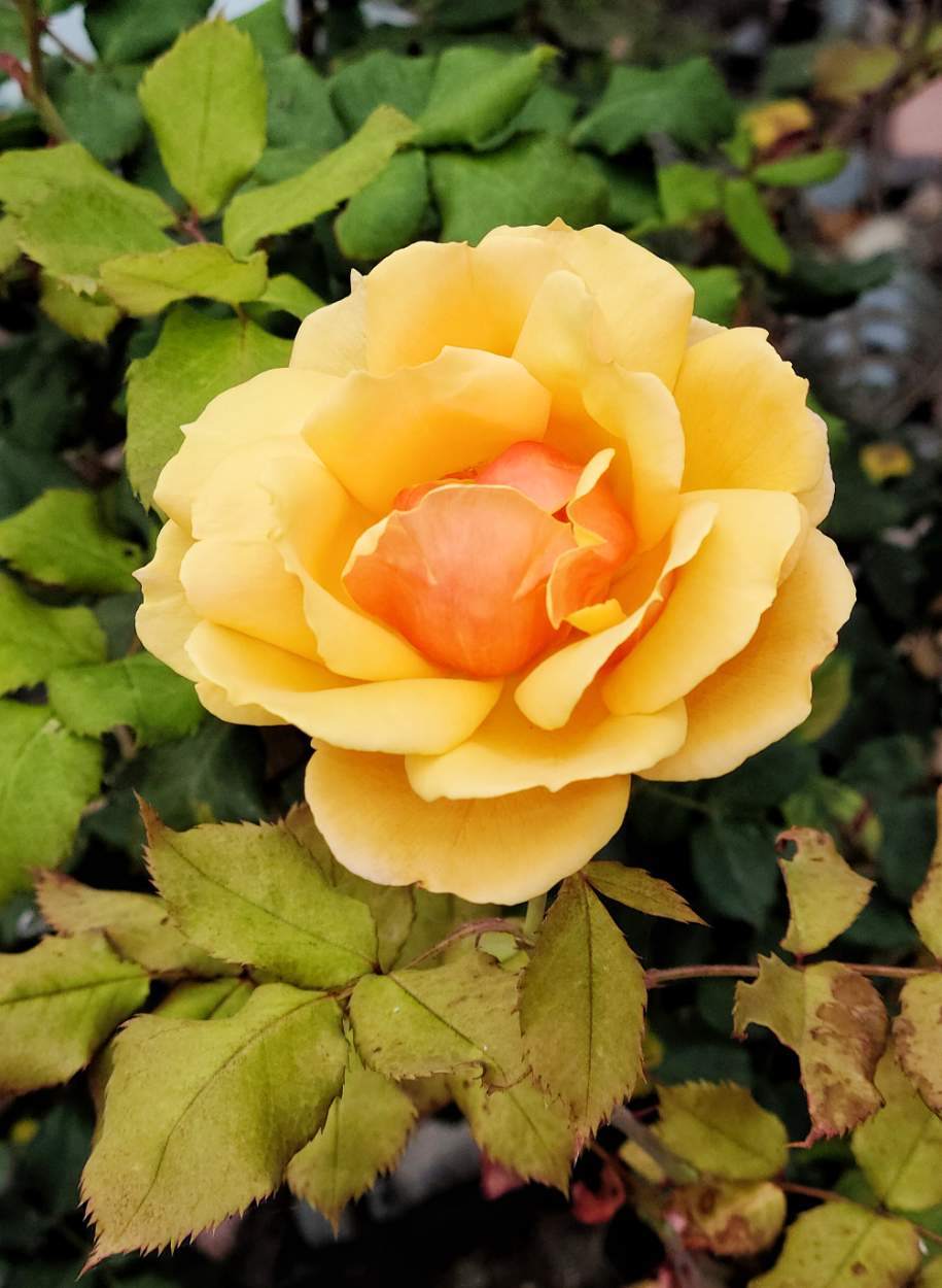 Solve Rose in Bloom jigsaw puzzle online with 70 pieces