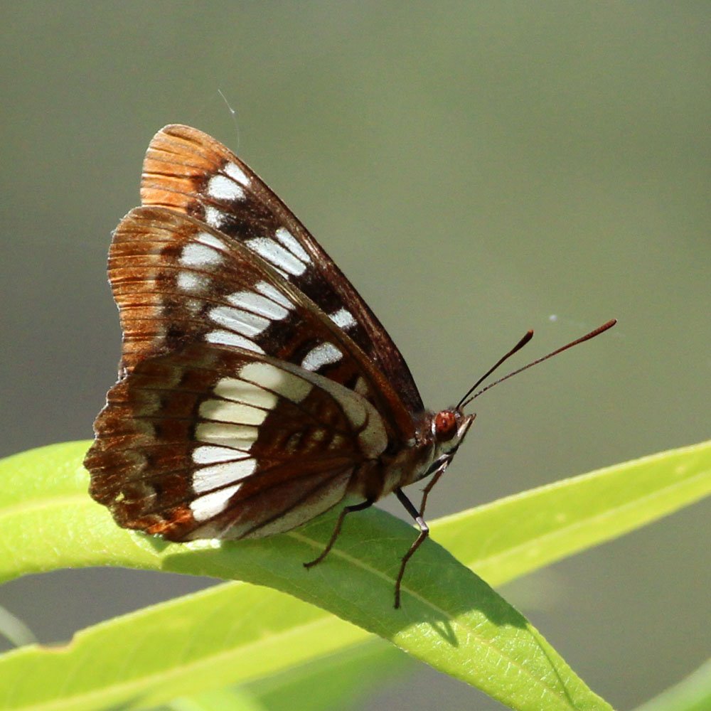 Solve Lorquin's Admiral Butterfly, Buena Vista Park, Vista, California ...