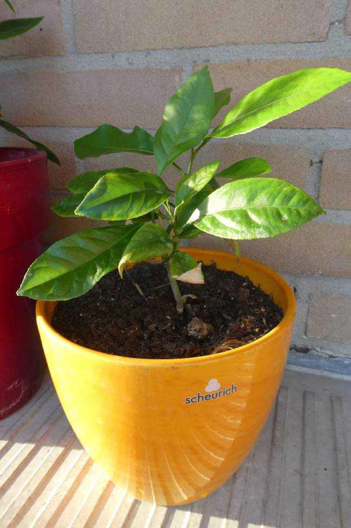 Jigsaw Puzzle | Lemon trees (lemon bush up to now!) are growing ...