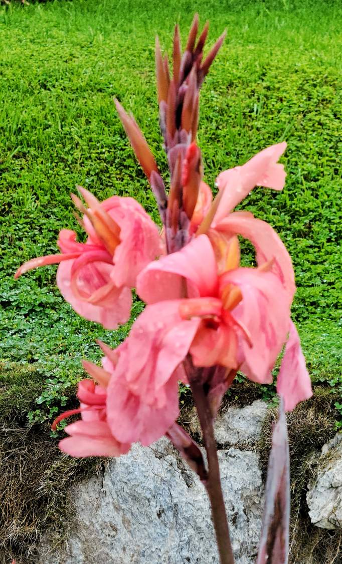 Solve Pink Canna on Rocks jigsaw puzzle online with 40 pieces