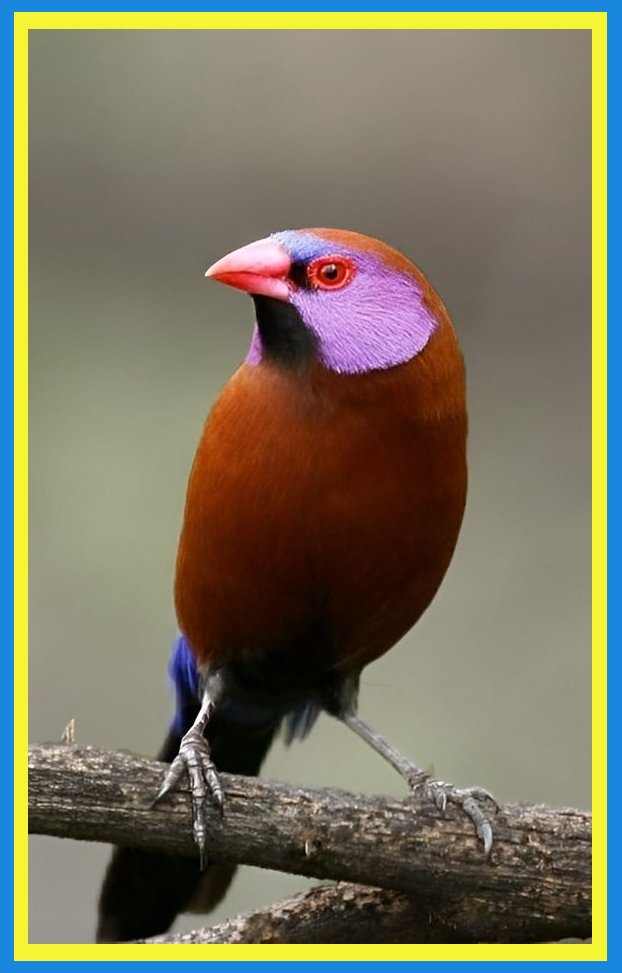 Solve violet-eared waxbill or common grenadier jigsaw puzzle online ...