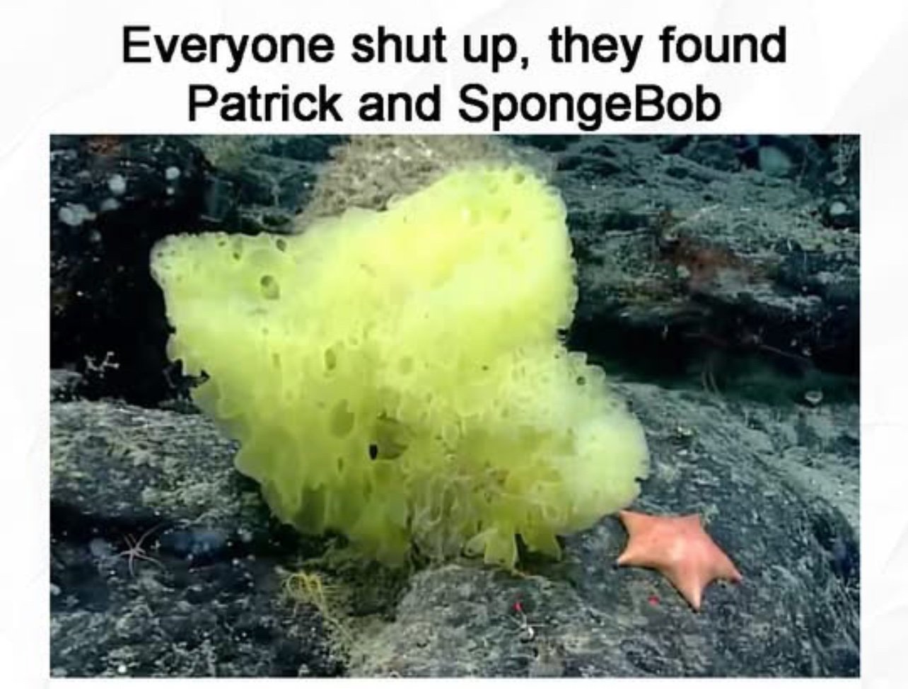 Solve Patrick And SpongeBob jigsaw puzzle online with 12 pieces