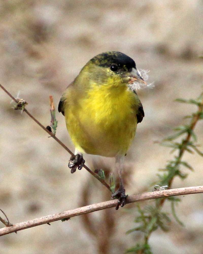 Solve Lesser Goldfinch - Front View, San Elijo Lagoon, Cardiff ...