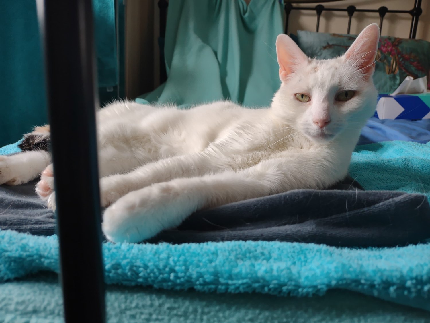 Jigsaw Puzzle | 12 pieces | Remembering Lily 0974 - The casual pose ...