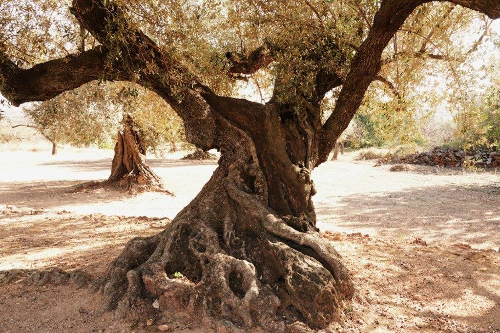 Jigsaw Puzzle | 40 pieces | Series Spain: This is a national park ...