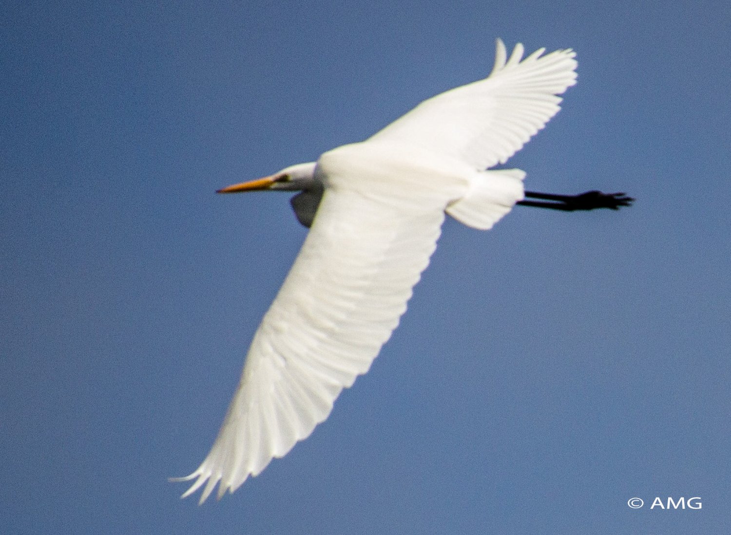Solve Egret jigsaw puzzle online with 12 pieces