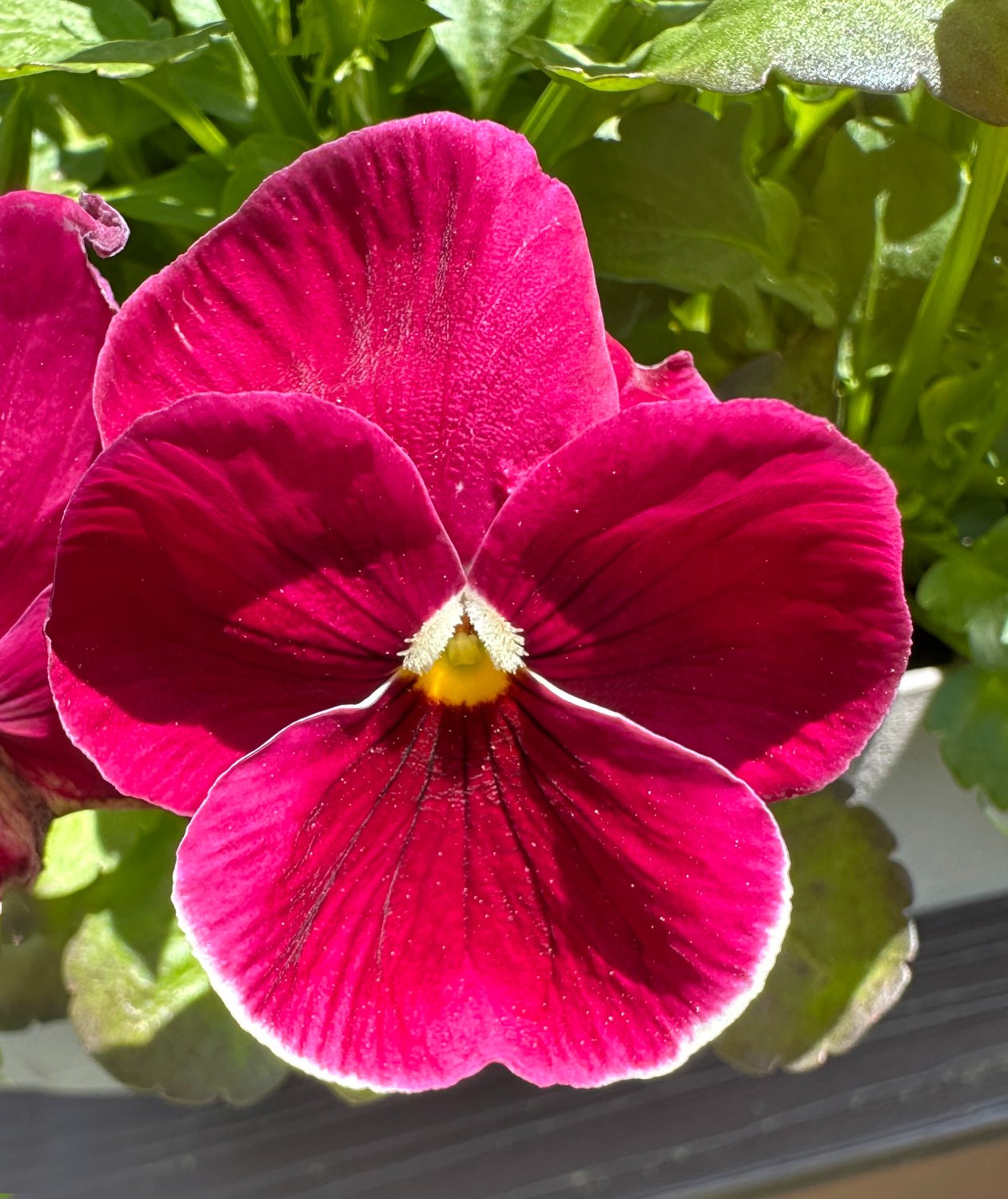 Solve Pretty pansy jigsaw puzzle online with 72 pieces
