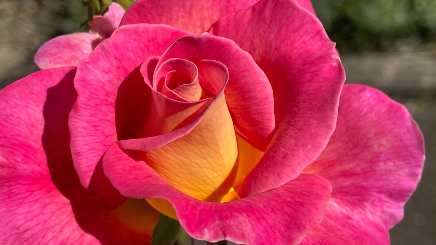 Solve Roses jigsaw puzzle online with 84 pieces