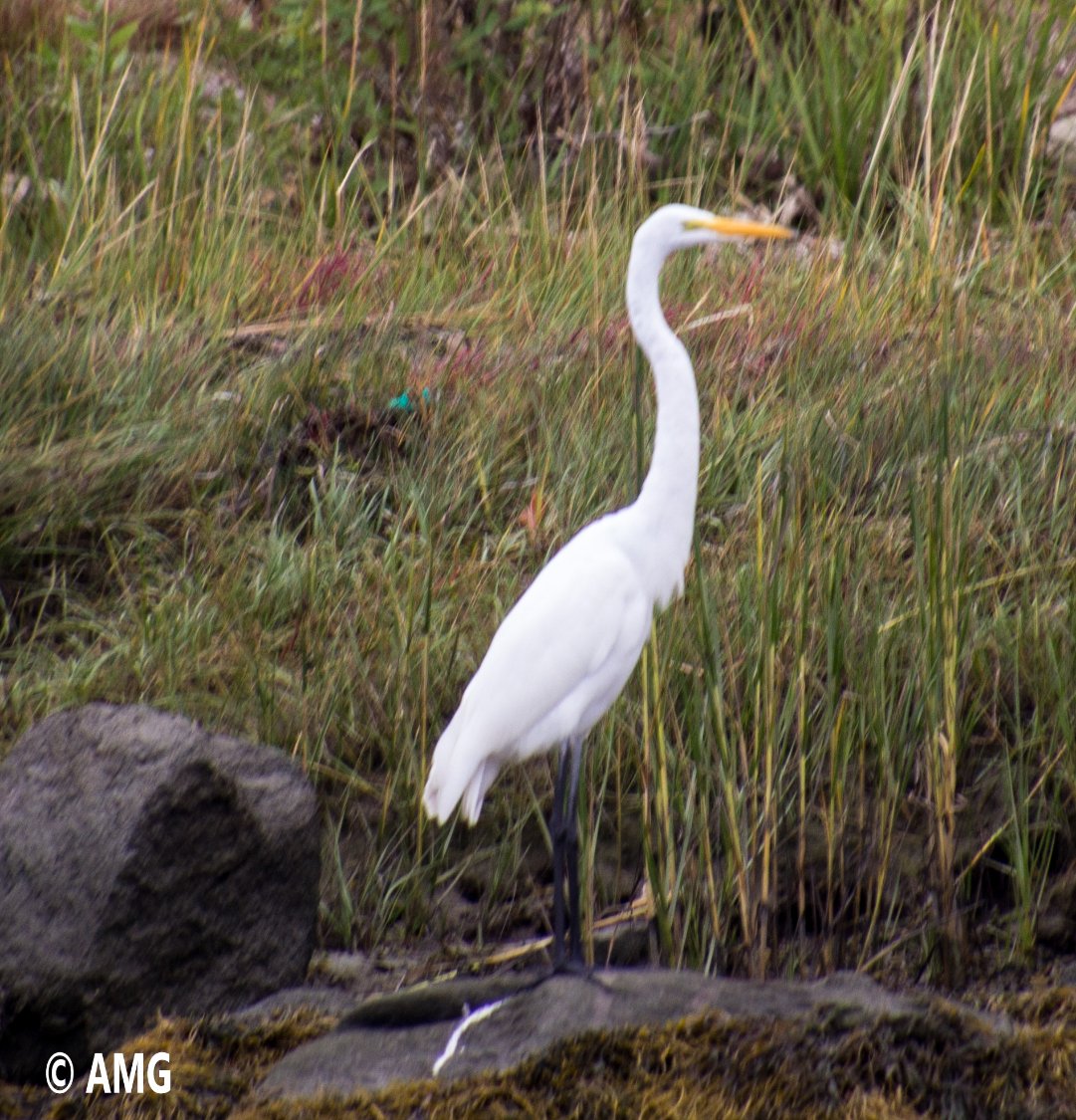 Solve Egret jigsaw puzzle online with 9 pieces