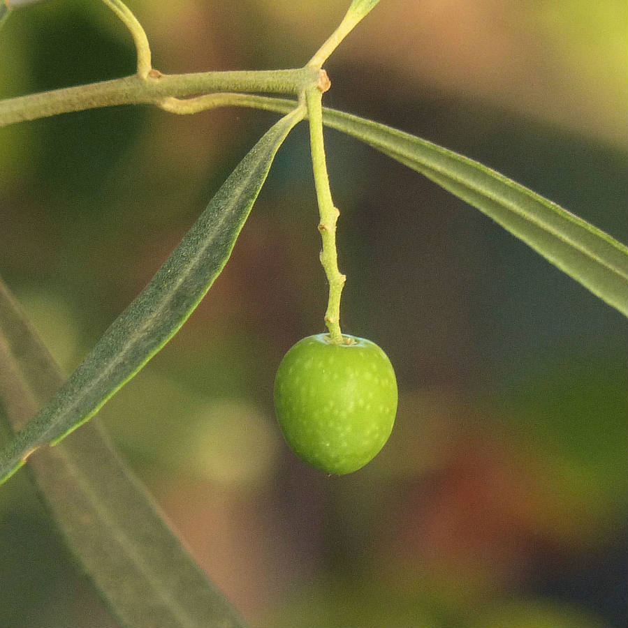 Solve olive on my olive tree jigsaw puzzle online with 49 pieces