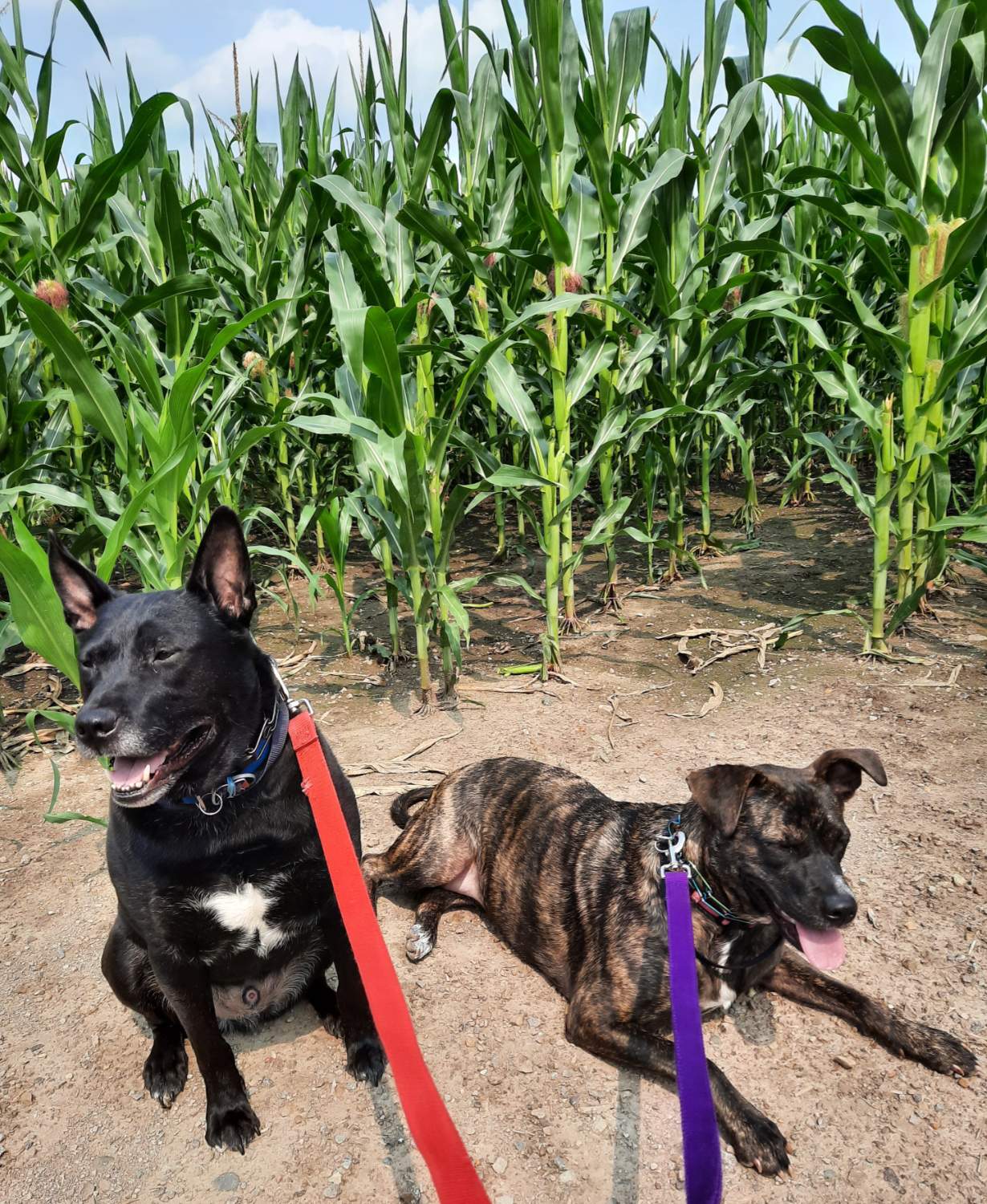 Solve Pip and Lavender by the corn field jigsaw puzzle online with 154 ...