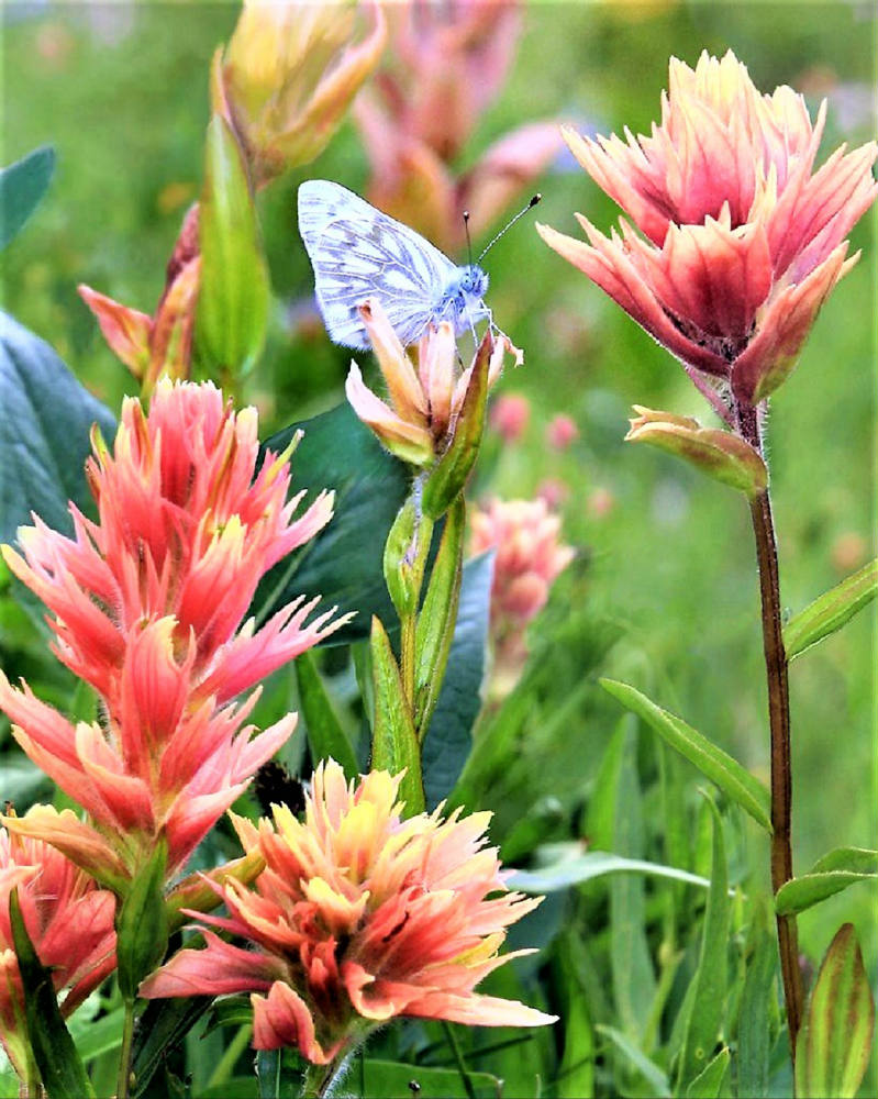Solve Wyoming State Flower ~ Indian Paint Brush . . . *End of Series ...