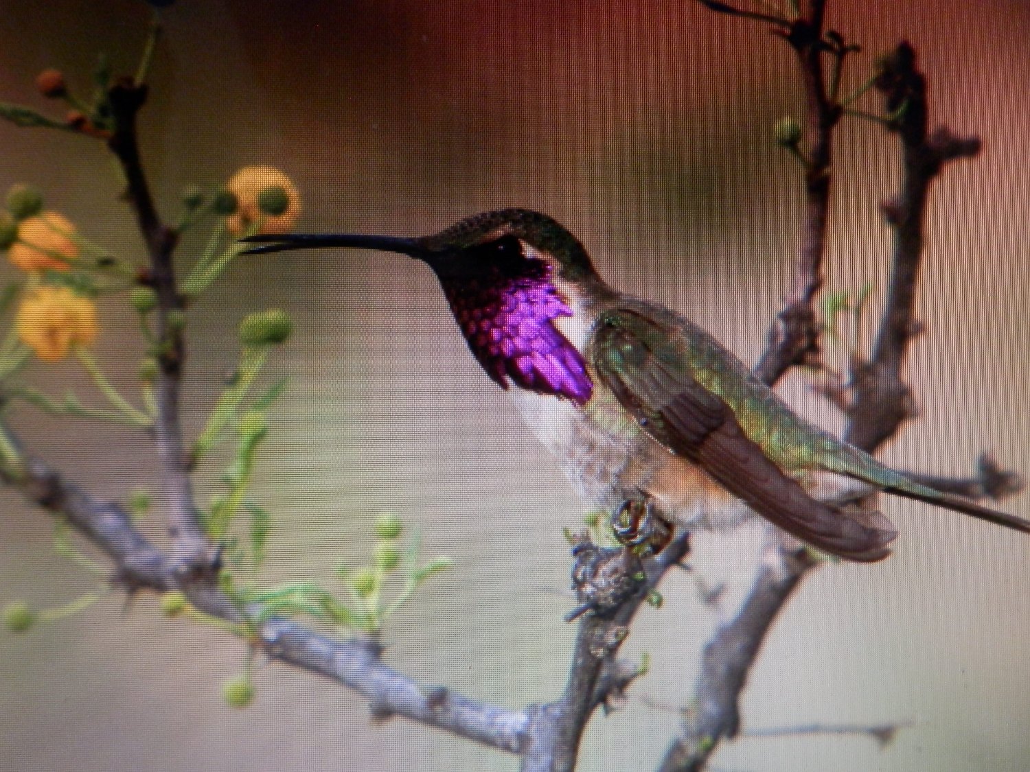 Solve Lucifer Hummingbird jigsaw puzzle online with 20 pieces