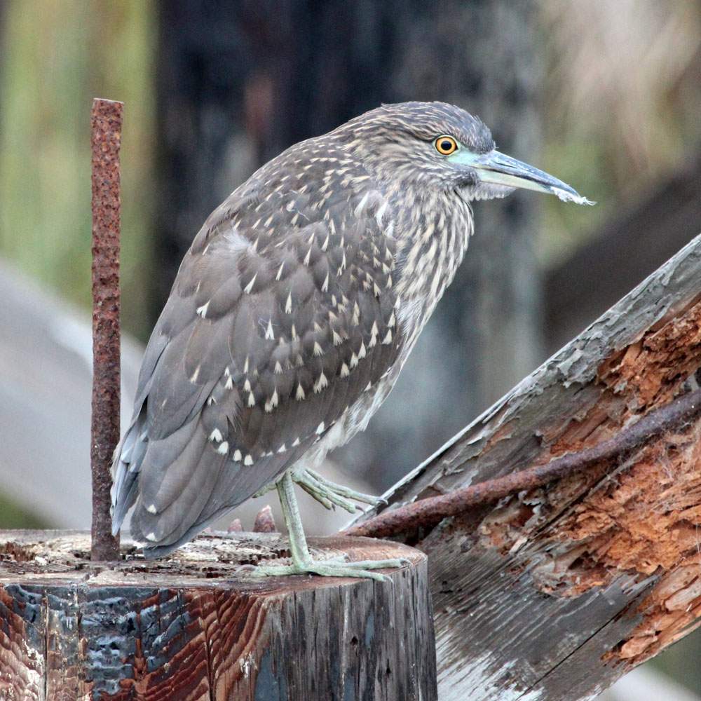 Solve Black-crowned Night Heron Juvenile, Famosa Slough, San Diego ...