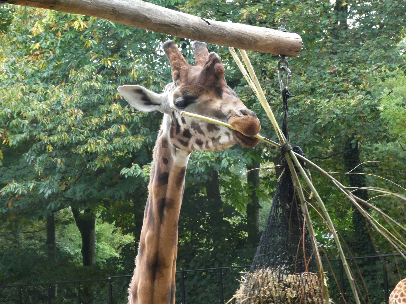 Solve Young giraffe. Visiting Ouwehands Dierenpark, Zoo, Rhenen. Nov ...