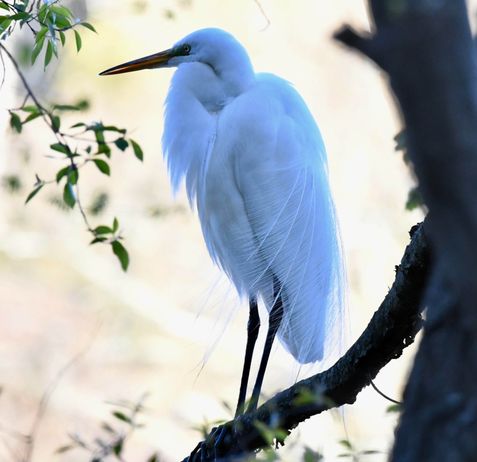 Solve Egret, 4-29-22 jigsaw puzzle online with 81 pieces