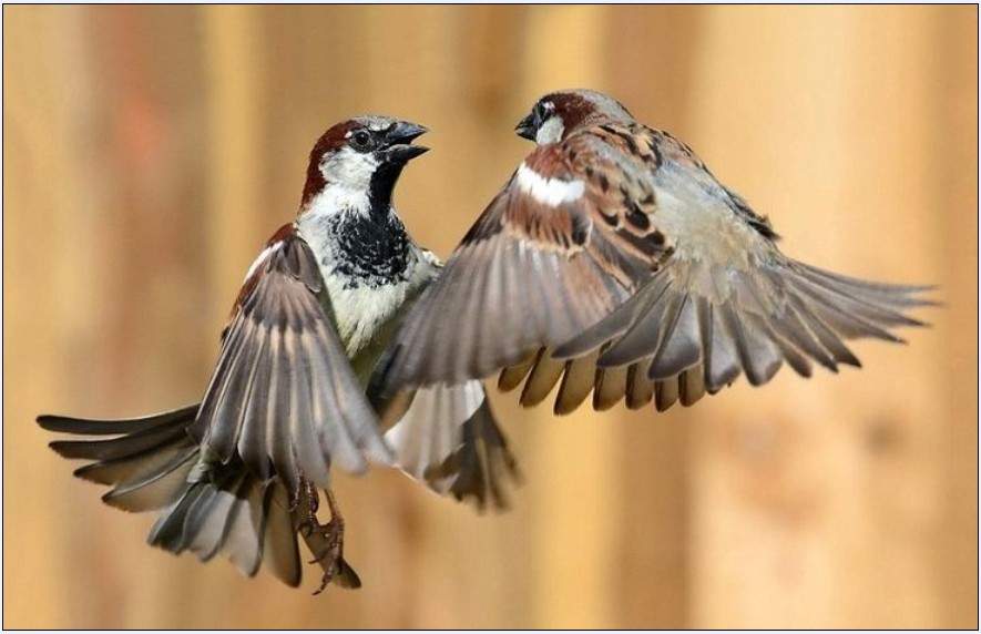 Solve Vrabec_Sparrow jigsaw puzzle online with 60 pieces