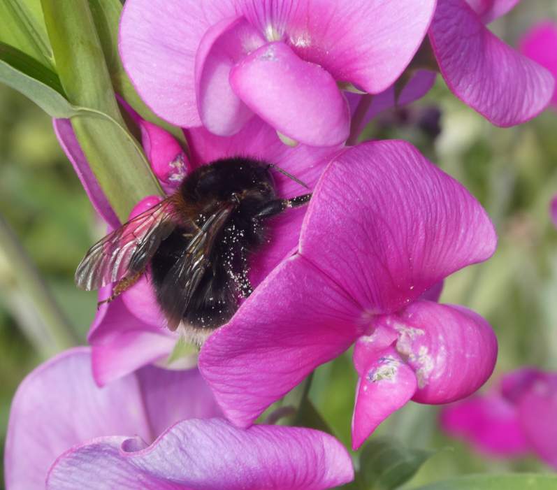 Solve Grote tuinhommel / Bombus ruderatus / on Lathyrus jigsaw puzzle ...