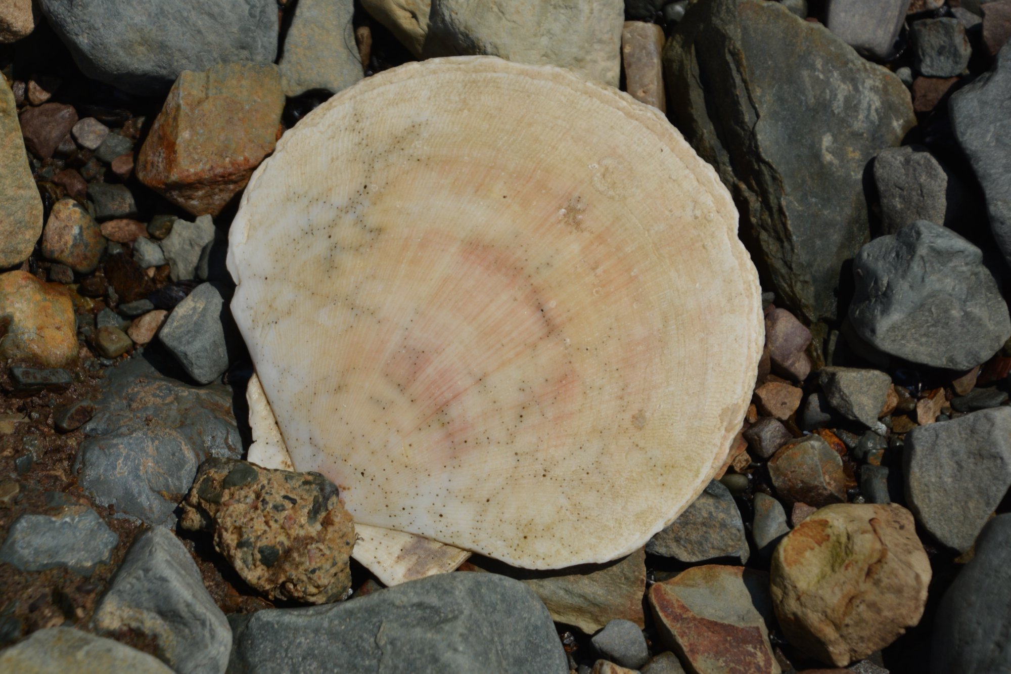 Solve Atlantic Sea Scallop shell, Whiteway, Newfoundland jigsaw puzzle ...