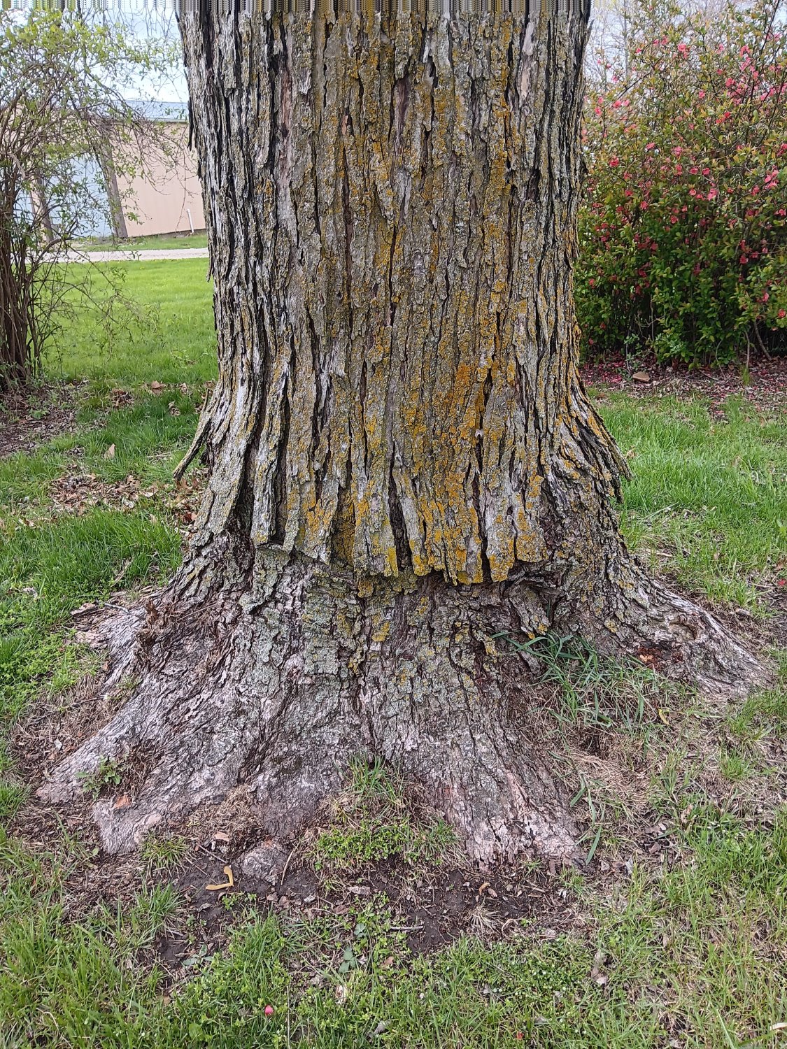 Solve Maple Tree Trunk Jigsaw Puzzle Online With 63 Pieces