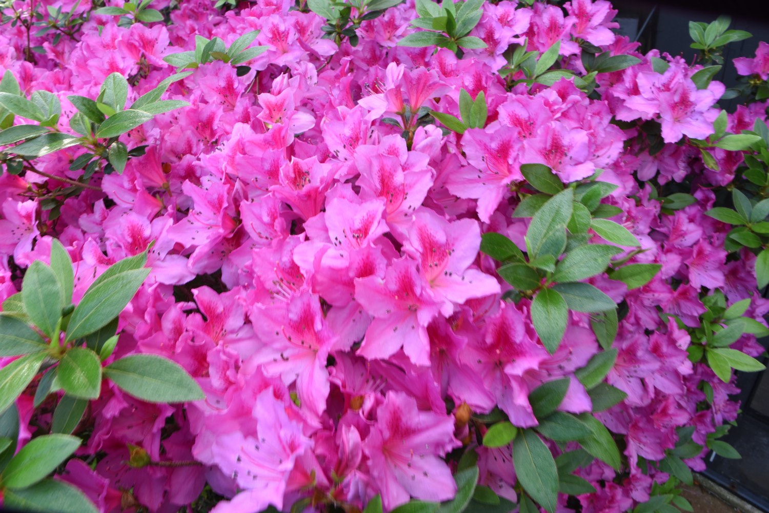 Solve Late blooming Azaleas jigsaw puzzle online with 12 pieces