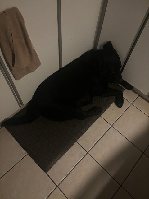 Jigsaw Puzzle | 63 pieces | Our Bauer a "Black Lab" fast asleep on ...