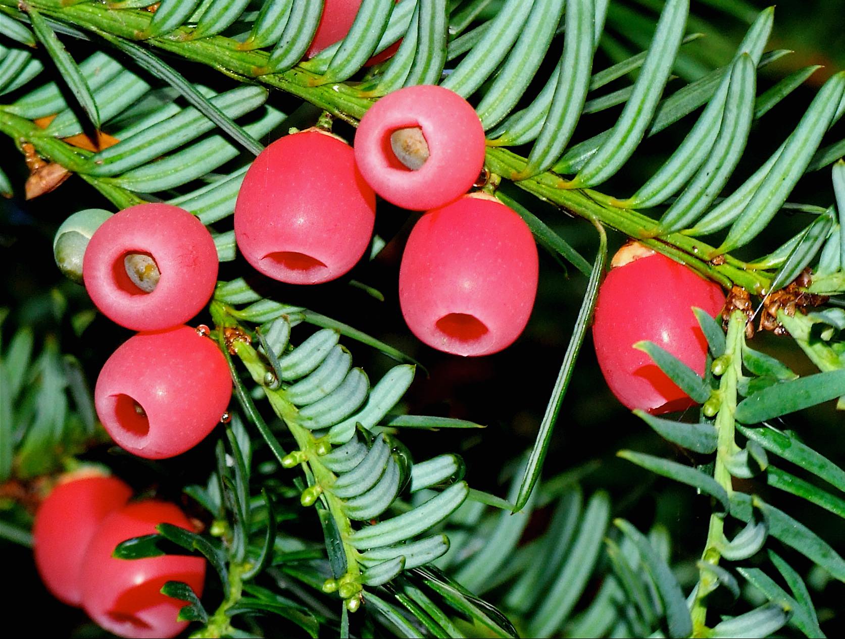 Solve Yew Berries jigsaw puzzle online with 154 pieces