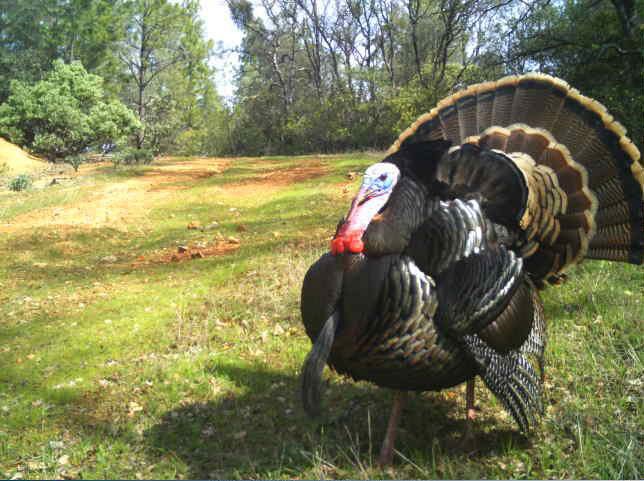 Solve Turkey Survivor jigsaw puzzle online with 35 pieces