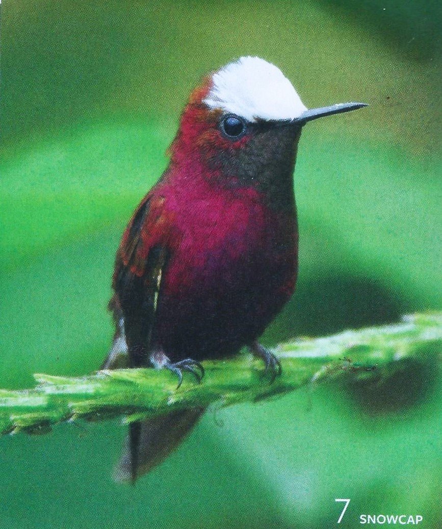 Solve Snow Cap Hummingbird Birds& Blooms jigsaw puzzle online with 20 ...